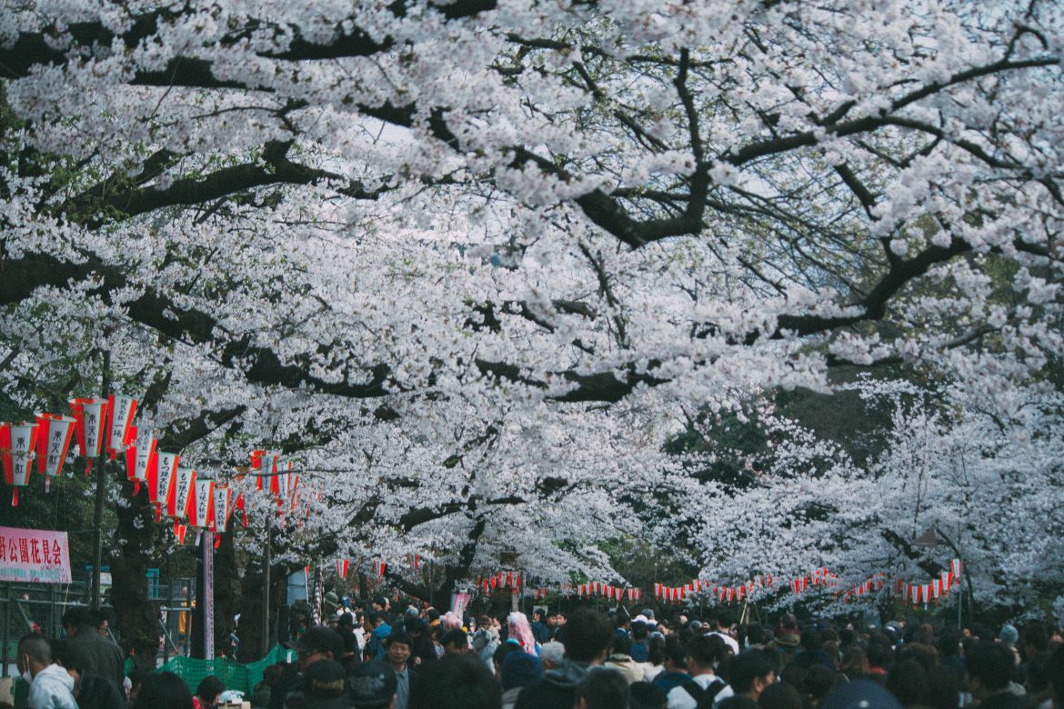 Cherry Blossom Magic: The Best Season to Travel to Japan | Travel ...