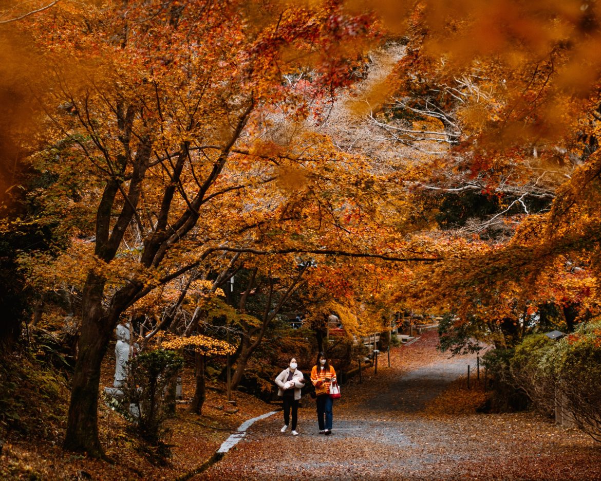 Cherry Blossom Magic: The Best Season to Travel to Japan | Travel ...