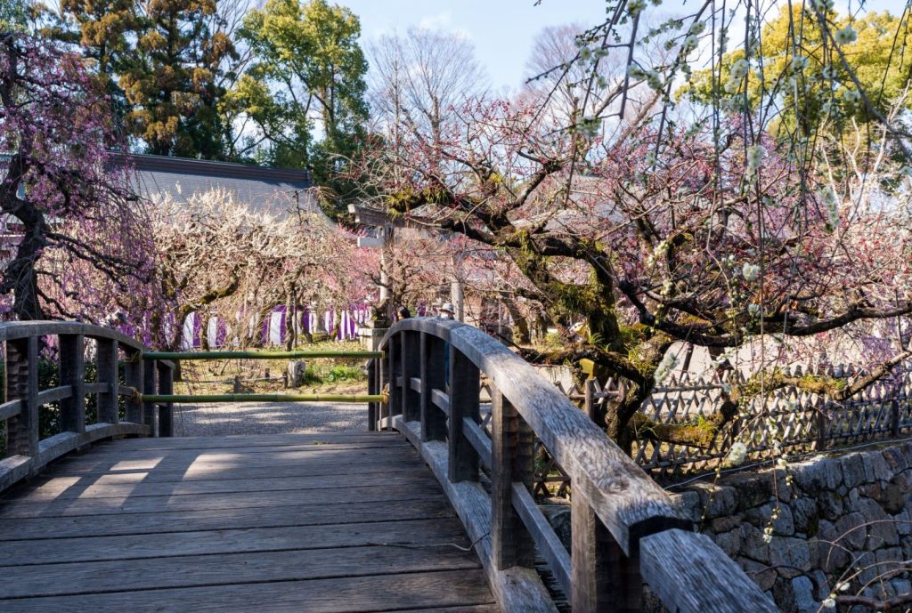Experience the Magic of Japan During Spring: A Travel Guide | Travel ...