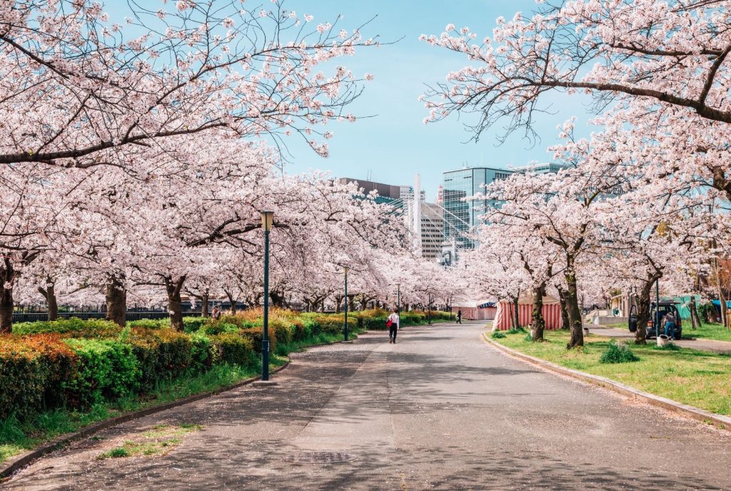 Experience the Magic of Japan During Spring: A Travel Guide | Travel ...