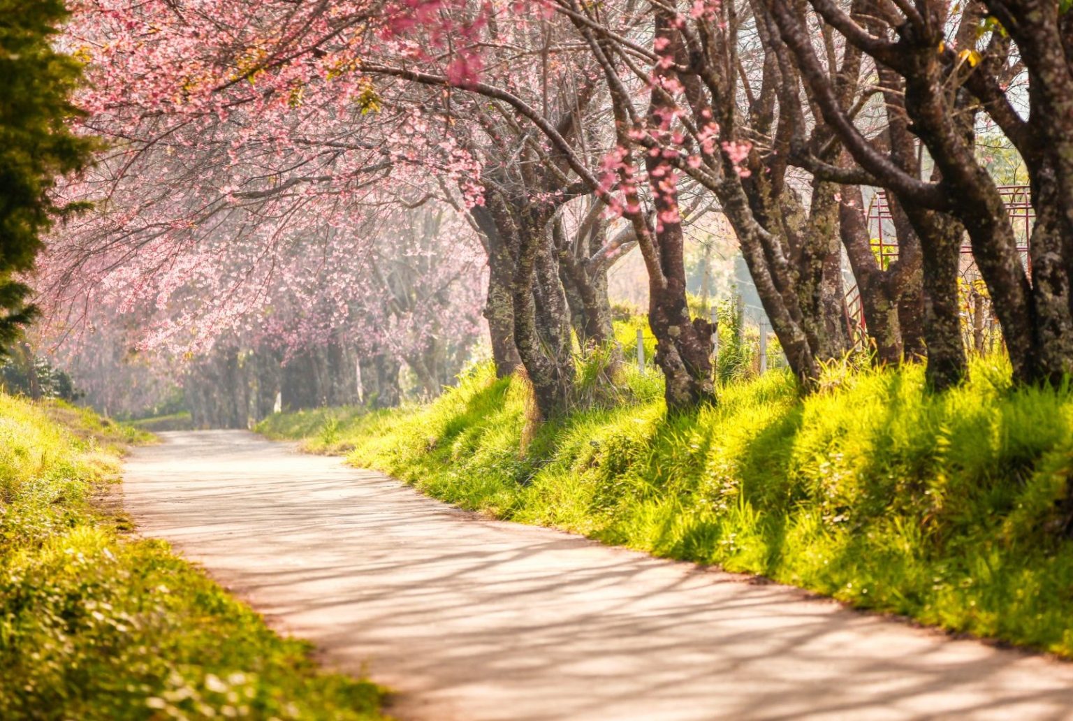 Experience the Magic of Japan During Spring: A Travel Guide | Travel ...