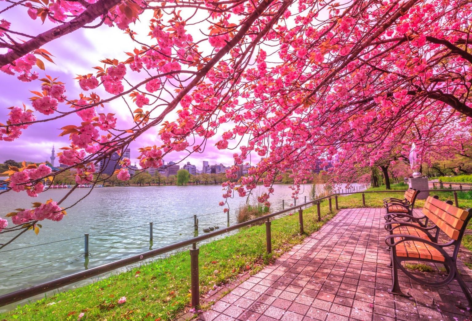 Experience the Magic of Japan During Spring: A Travel Guide | Travel ...