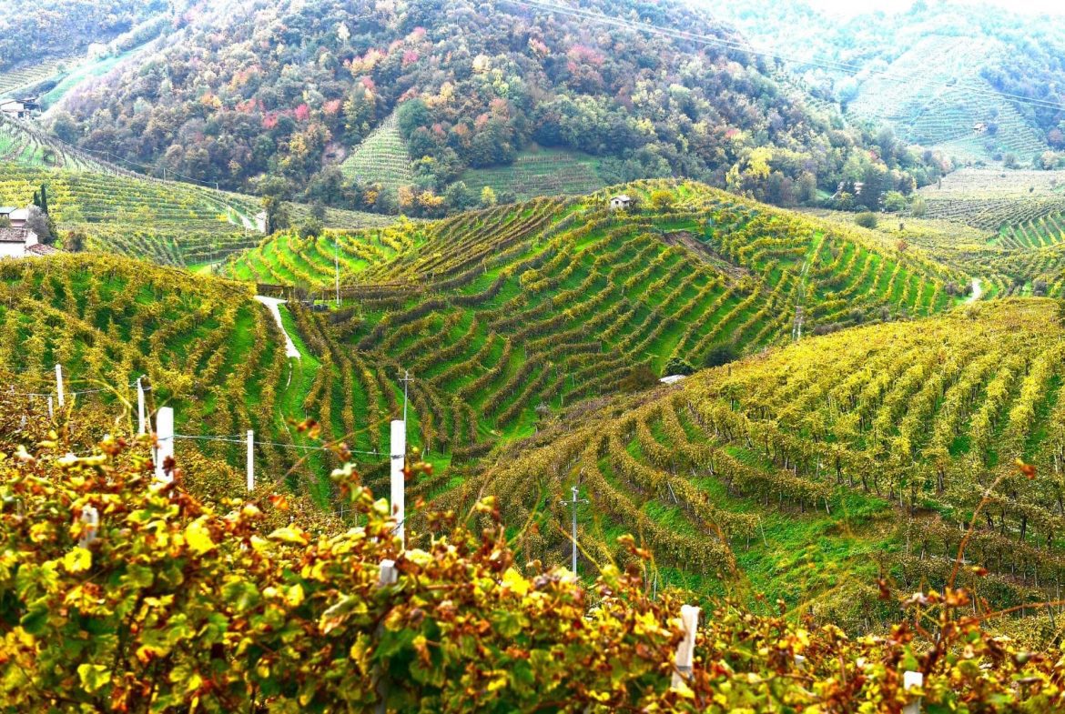 Italian Wine Regions: A Toast to the Country's Best-Kept Secrets ...