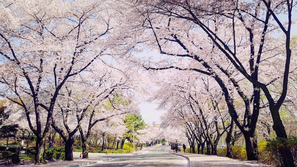 Weather in Seoul Korea April 2026: South Korea Weather in April, Cherry ...
