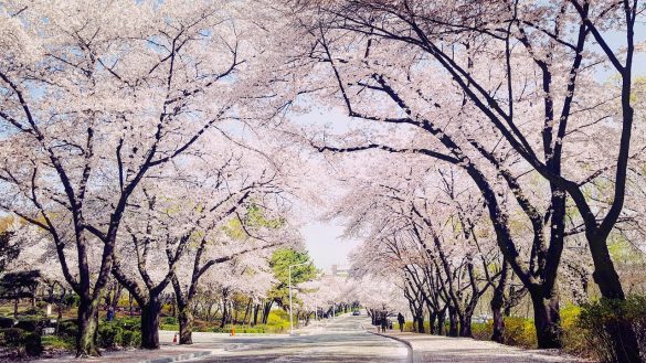 Weather in Seoul Korea April 2026: South Korea Weather in April, Cherry ...