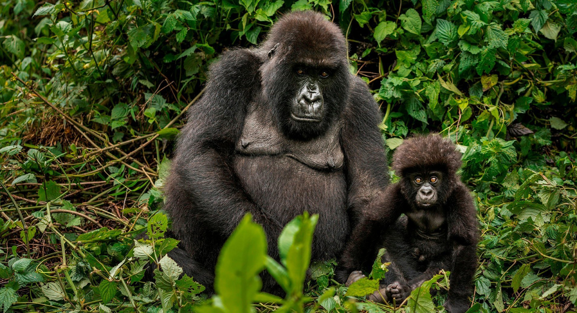 Experience Rwanda Travel on This Tailor-Made Tour By Locals | Designer ...