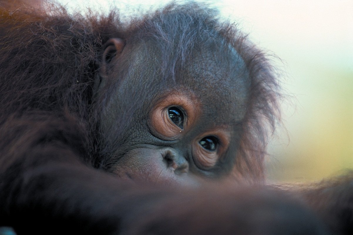 Experience Malaysian Nature and Wildlife On This Sabah Trip | Designer ...