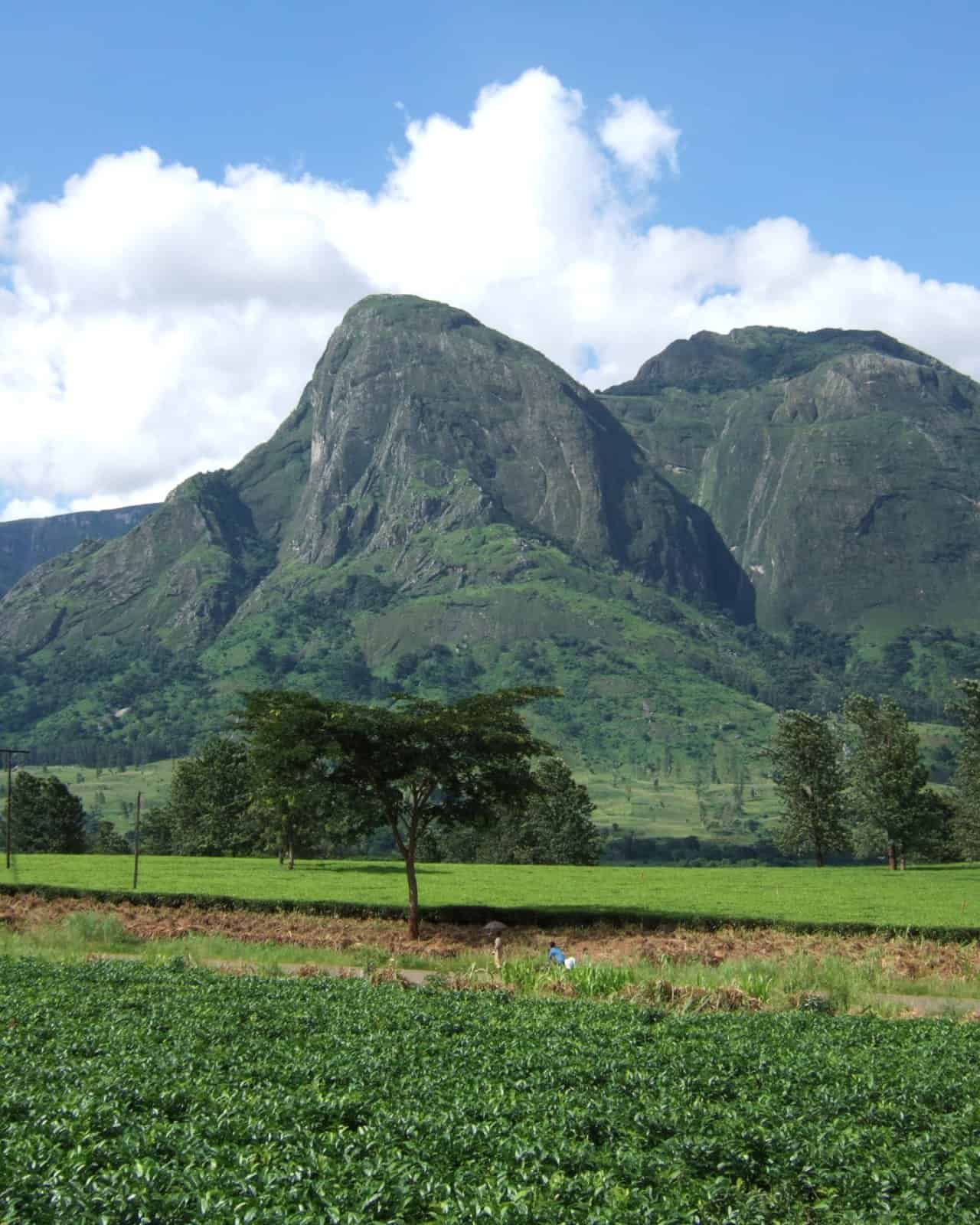 6-Day Mulanje Mountain Trek | Designer Journeys